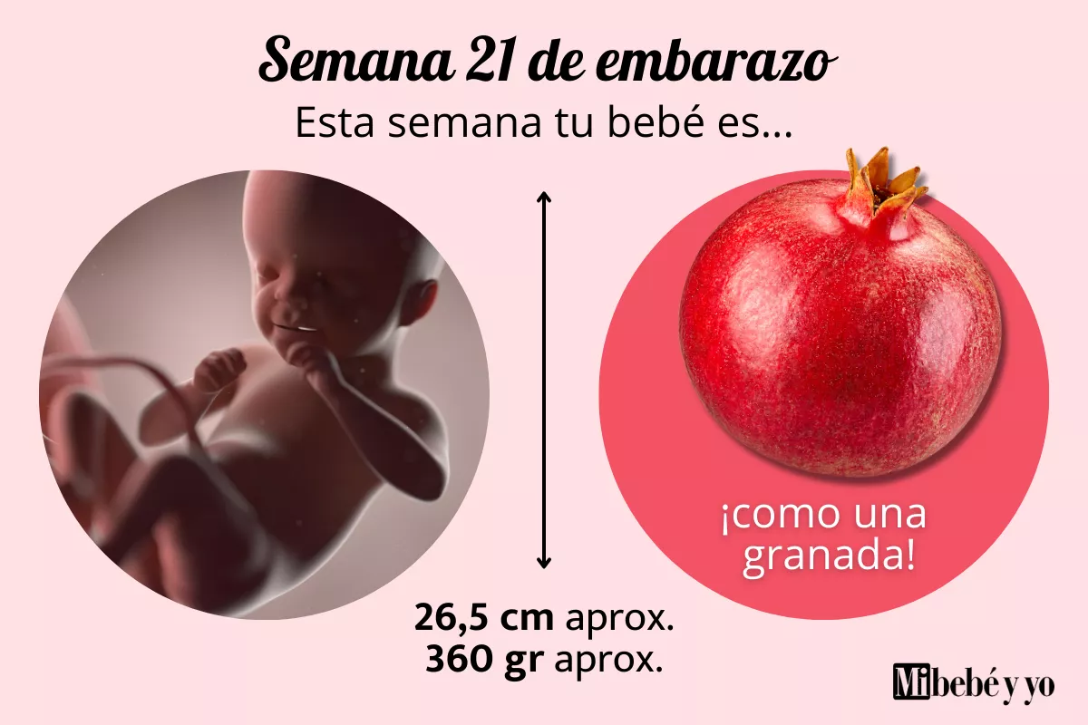 Calendario De Desarrollo Del Embarazo Semana A Semana