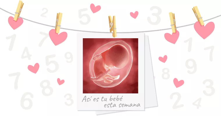 Embarazo 14 semanas: desarrollo del feto y cambios en la mujer
