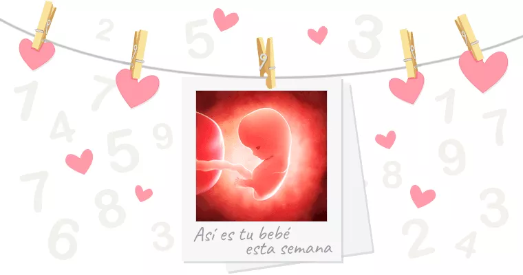 9 semanas de embarazo: desarrollo del embrión y cambios en la mujer