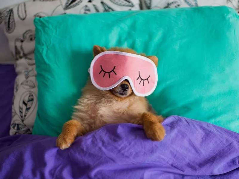 El sueño de tu perro, lo que debes saber